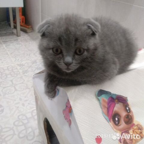 Шотландская