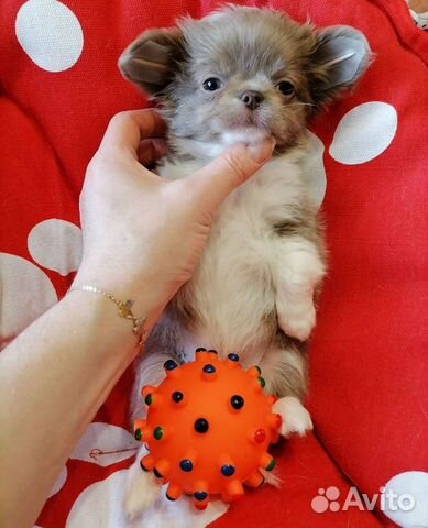 Лиловое чудо