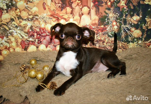 Маленький принц