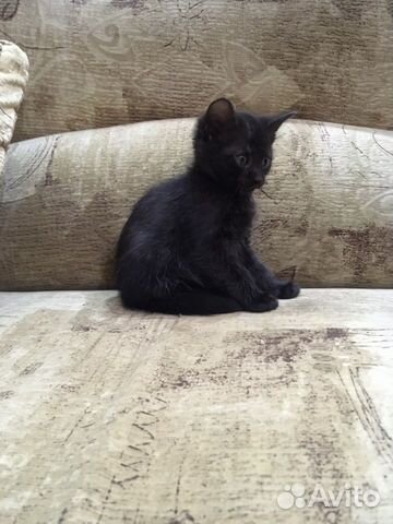 Пушистые комочки счастья