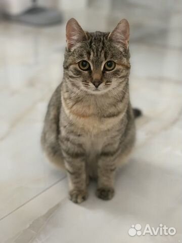 Кошечка Мия