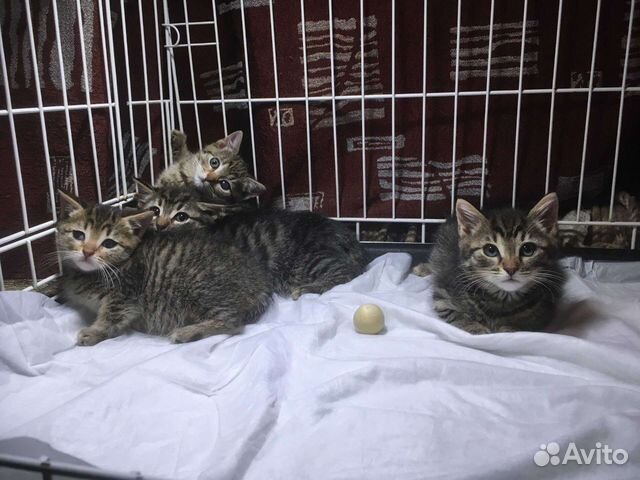 2 мальчика 2 девочки возраст 2 м