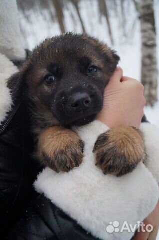 Щенки в дар