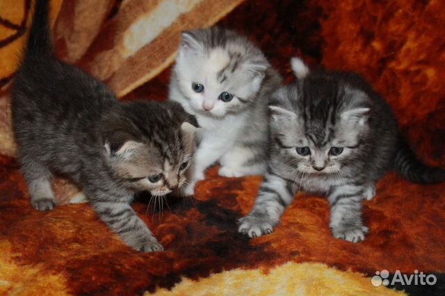 Шотландские котята