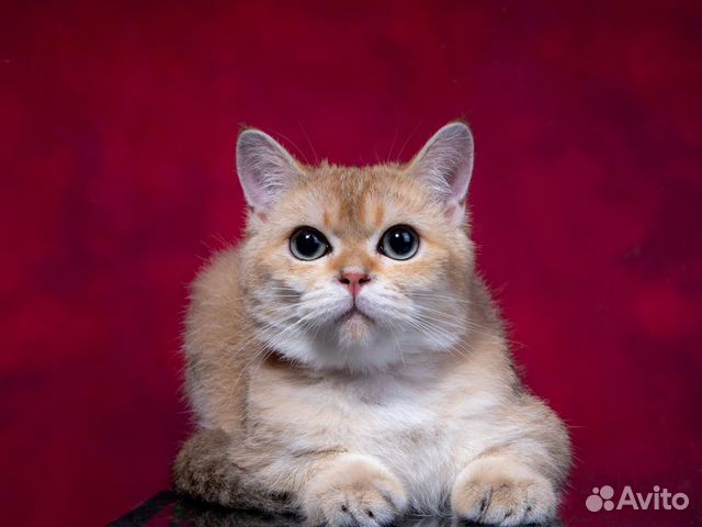 Шотладский кот золотистый тикированный