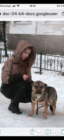 Небольшая собачка Роза ищет дом