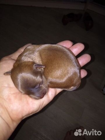 В резерв щенки биро и шоко