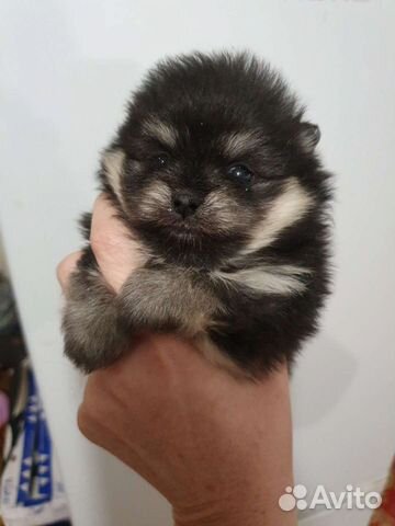 Шпиц помераночка девочка Казань