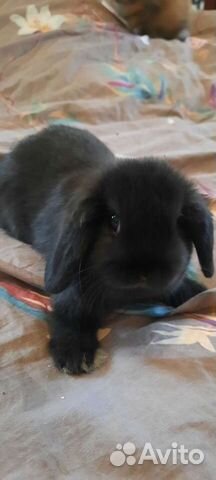 Декоративные кролики вислоухие