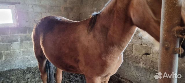 Лошадь кобыла