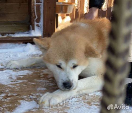 Очень нужна помощь этой собаке