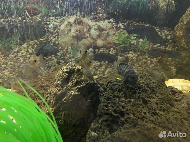 Рыбки цихлиды