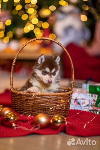 Породистые щенки хаски 2 мес
