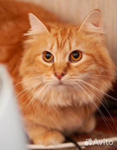 Котик Сенечка