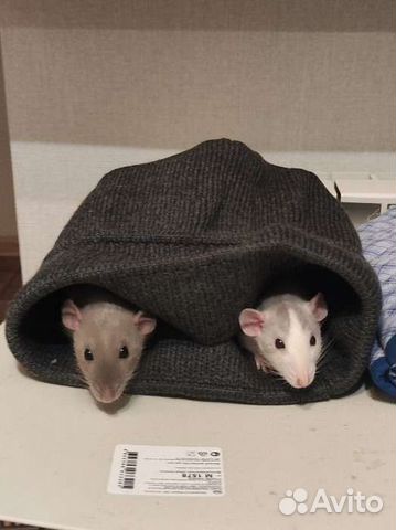 Крысы дамбо с клеткой