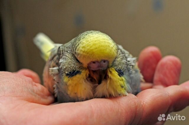 Выставочный волнистый попугай