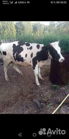 Быки на племя