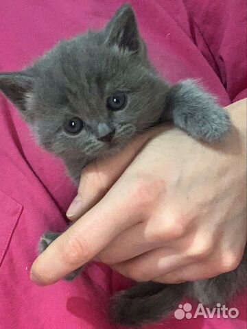 Кошки шотландцы вислоухие