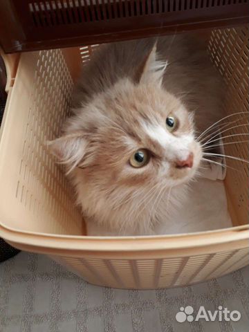 Кастрированый котик