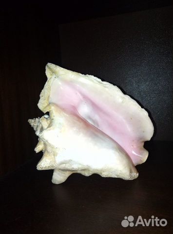 Ракушка морская 3 шт