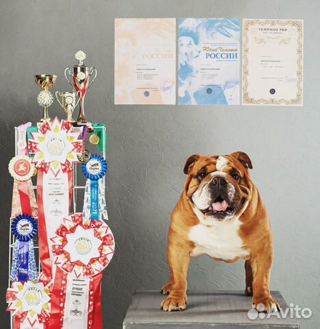 Предлагаются к резерву щенки английского бульдога