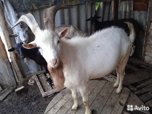 Продам двух комолых коз в одно хозяйство