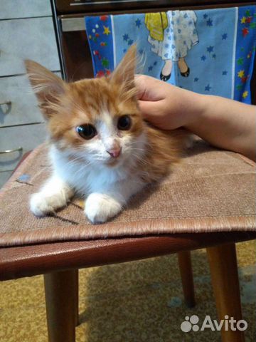 Кот