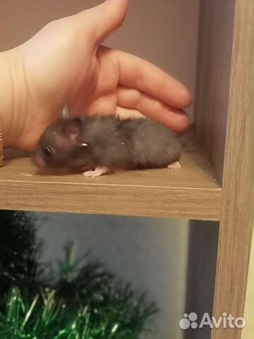 Сирийский хомяк