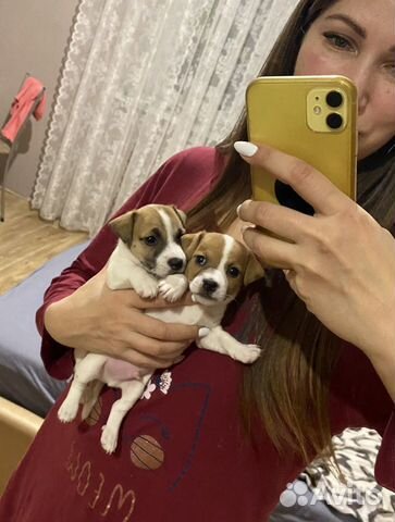 Джек рассел терьер