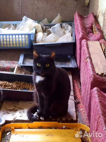 Чёрные кошки 11 штук умоляют о спасении