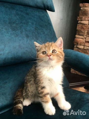 Шотландская кошечка