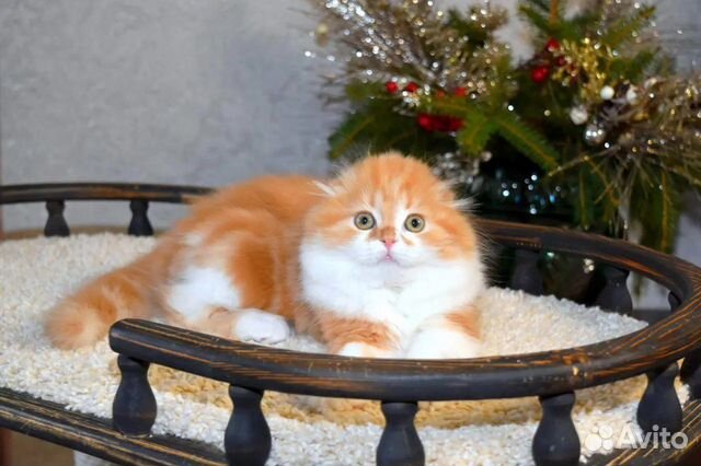 Хайленд фолд