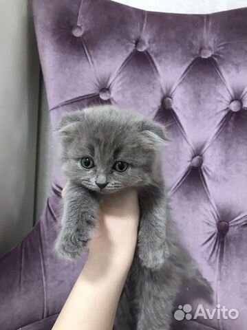 Шотландские котята