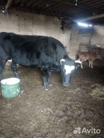 Корова с теленком