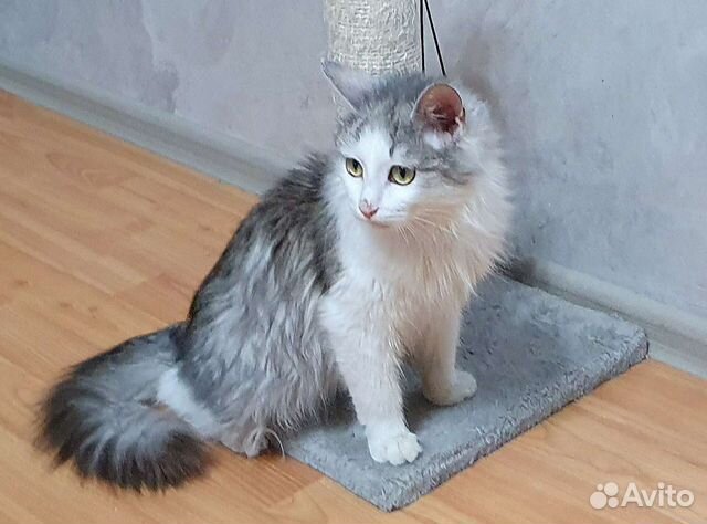 Котёнок-подросток, окрас шиншилла с белым