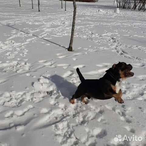 Ам.булли покет вязка