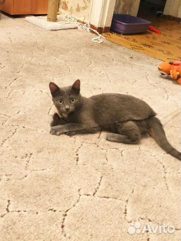 Отдам котёнка за вознаграждение в добрейшие руки