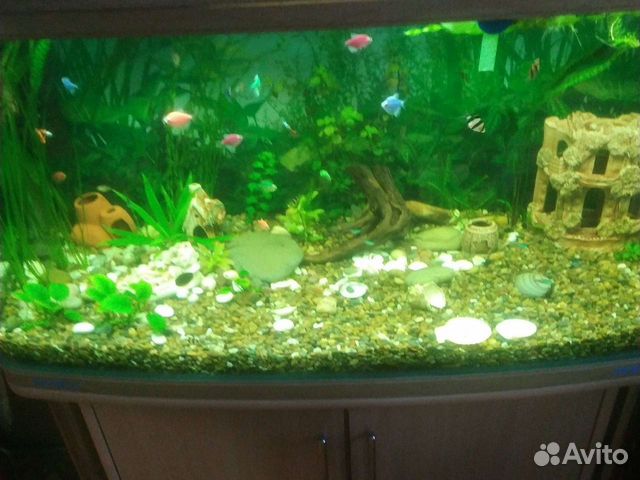 Отдам бесплатно парчевого сома