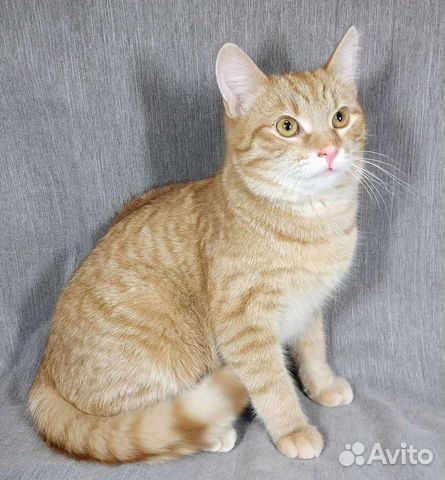 Самый ласковый молодой кот ищет дом