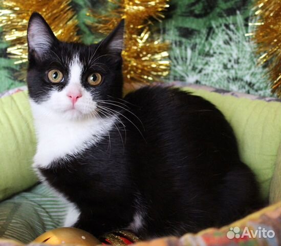 Котёнок Феденька