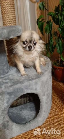 Чихуахуа мальчик