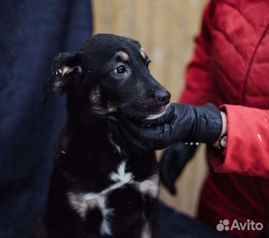 Лучший друг, щенок из приюта