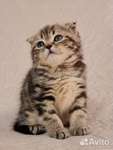 Шотландская вислоухая кошечка