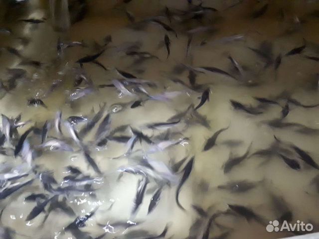 Бестер,Остер