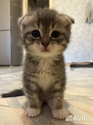Шотландский вислоухий котёнок, мальчик ждёт своего