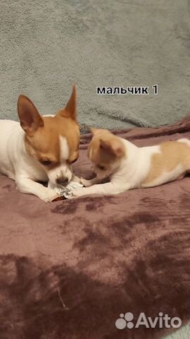 Чихуашечки