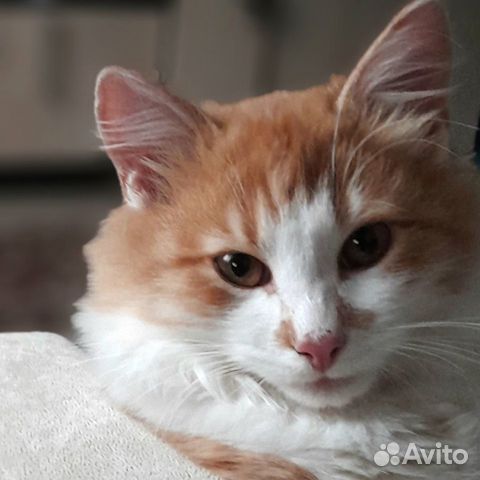 Отдам котика в ответственные руки