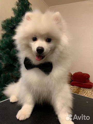 Немецкий шпиц вязка