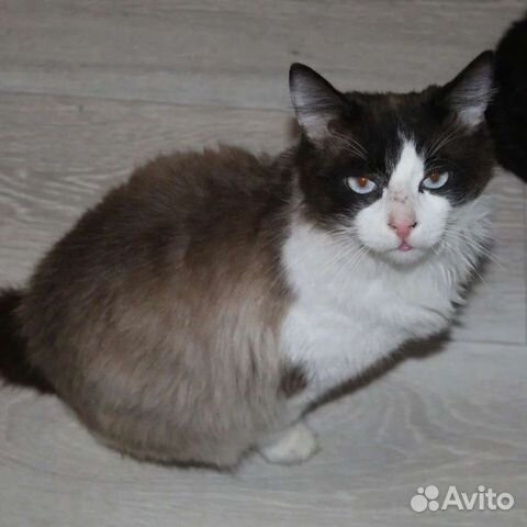 Кот Орион в добрые руки