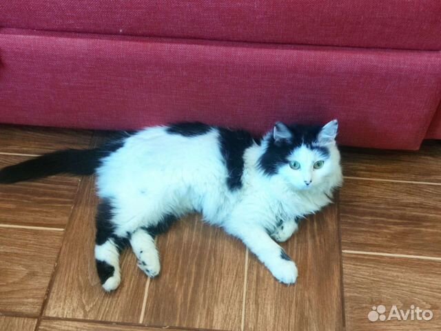 Кошка Мурка